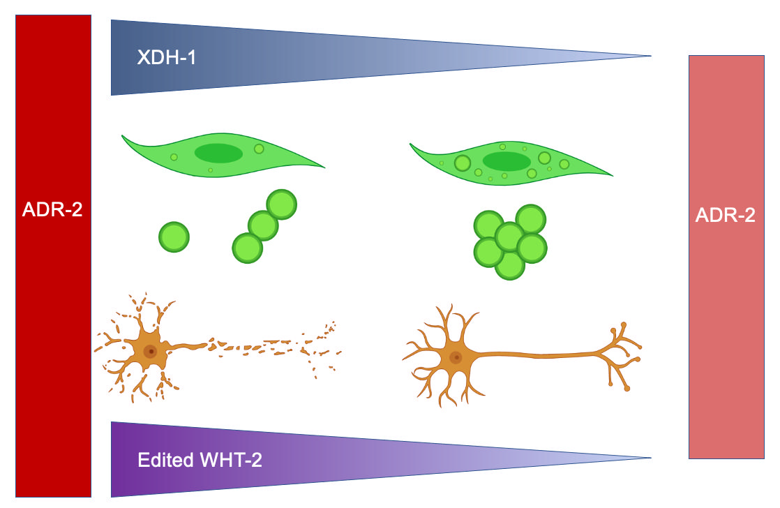 Attenuation of Dopaminergic Neurodegeneration in a C. elegans Parkinson ...