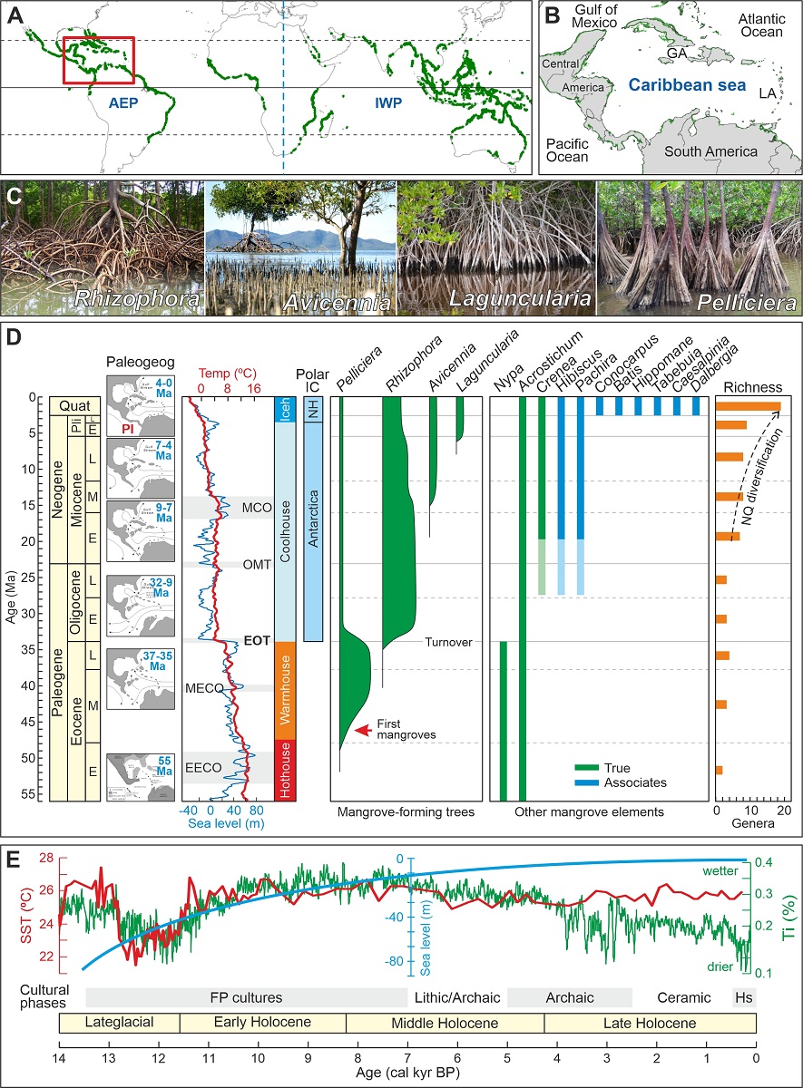 Rise and Fall of Caribbean Mangroves[v3] | Preprints.org