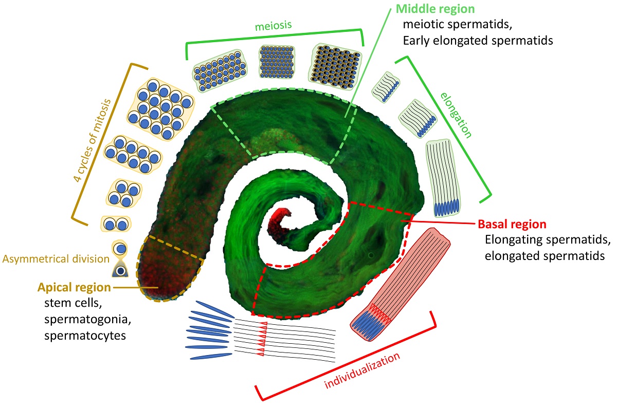 Knockdown of DOM/Tip60 Complex Subunits Impairs Male Meiosis of ...