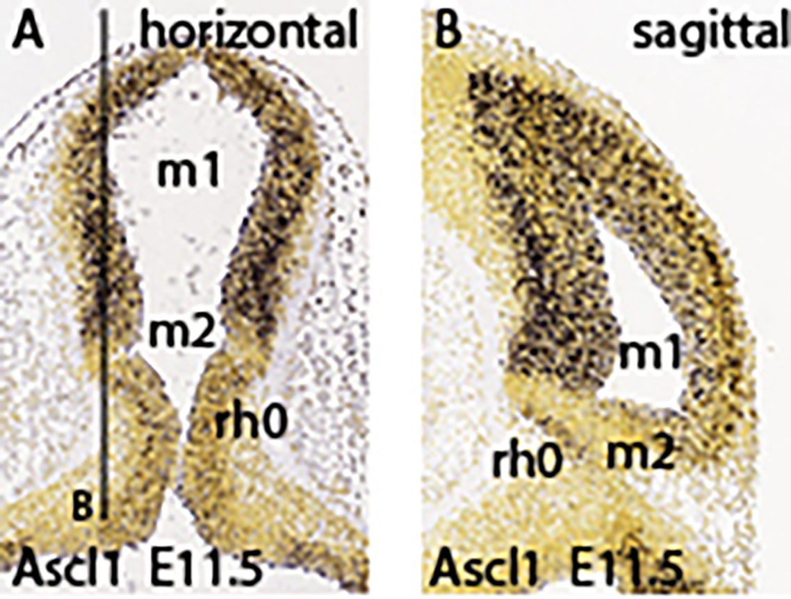 The Midbrain Preisthmus: A Poorly Known Effect of the Isthmic Organizer ...