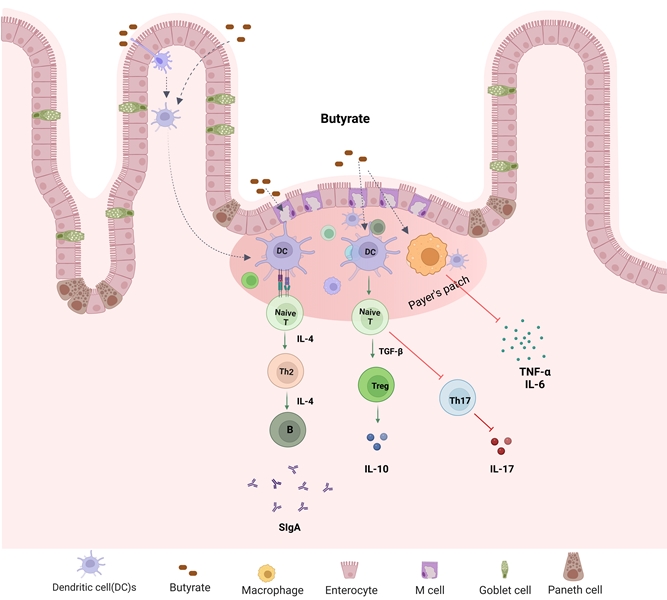 Gut Microbial Metabolite Butyrate and its Therapeutic Role in ...