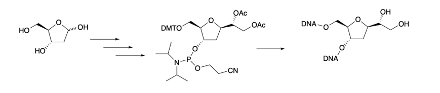 Synthesis and Characterization of Abasic β-Diol-C-Nucleosides[v1 ...