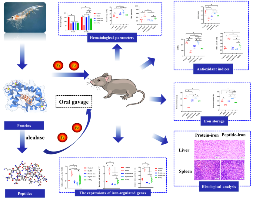 Iron Complexes With Antarctic Krill-Derived Peptides Show Su-Perior ...