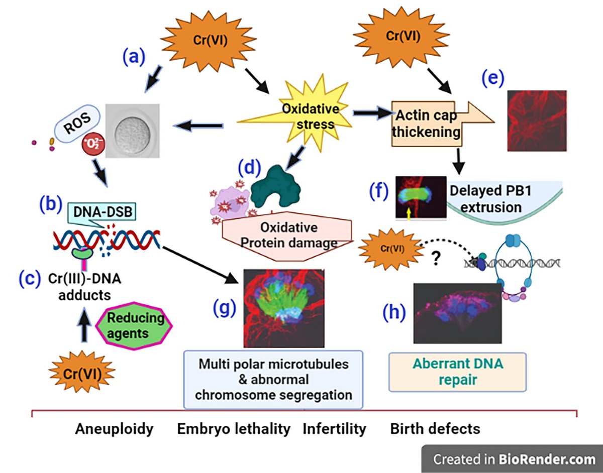 Hexavalent Chromium Induces Infertility in Rats by Elevating Oxidative ...