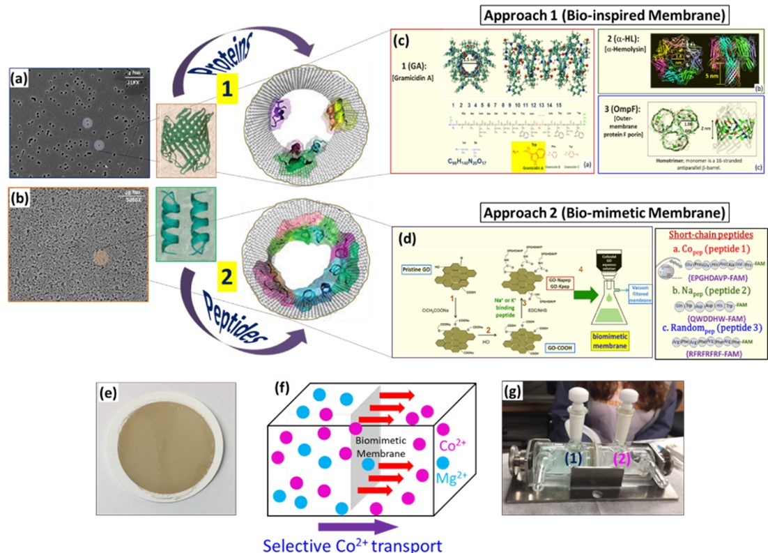 Bioinspired and Biomimetic Membranes Using Ion Channel Pro-teins and ...