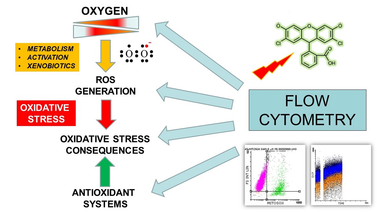Flow Cytometry of Oxygen and Oxygen-Related Cellular Stress[v1] | Preprints.org