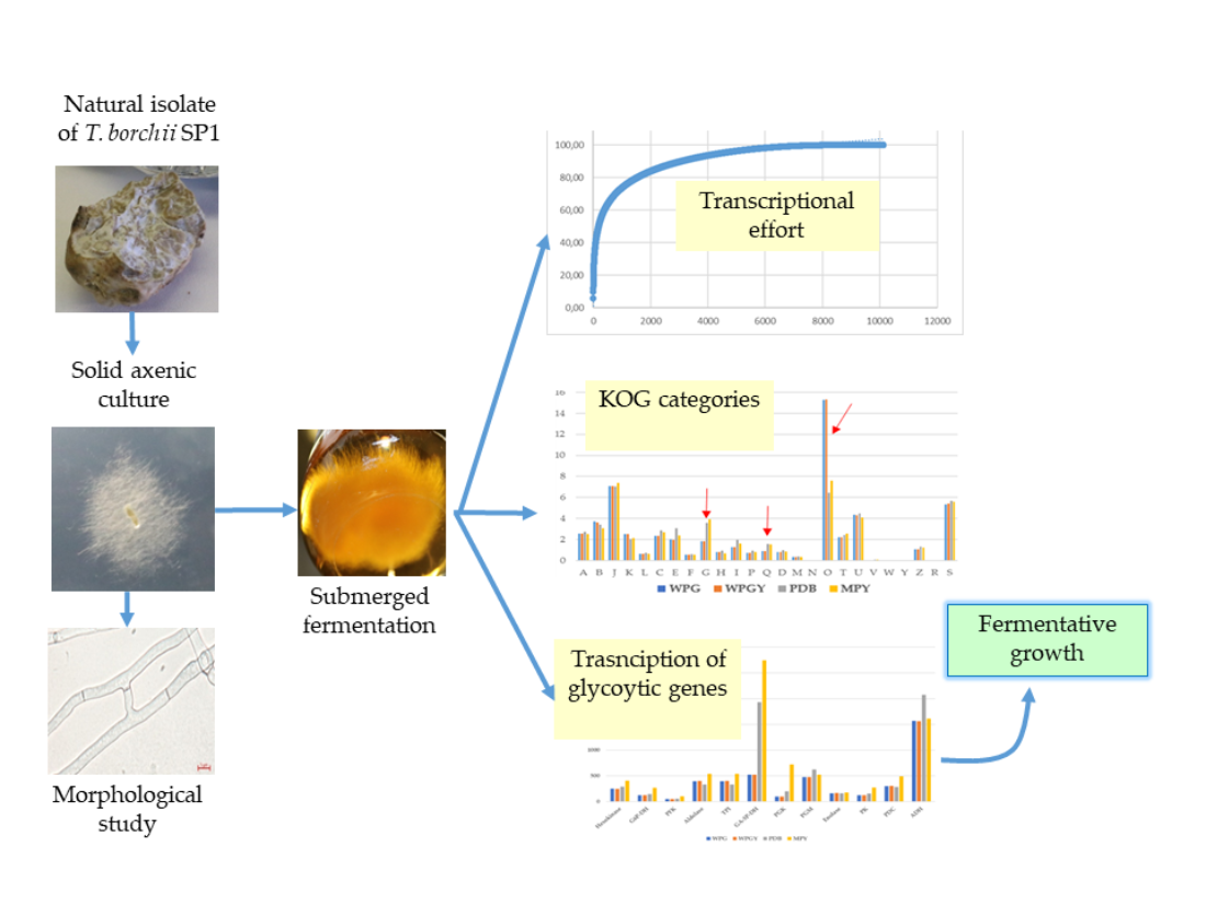 Transcriptome Metabolic Characterization of Tuber borchii SP1, a New ...