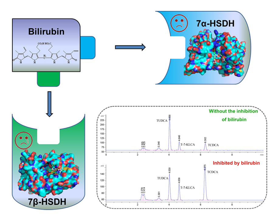 The Impact of Bilirubin on 7α- and 7β- Hydroxysteroid Dehydrogenases ...
