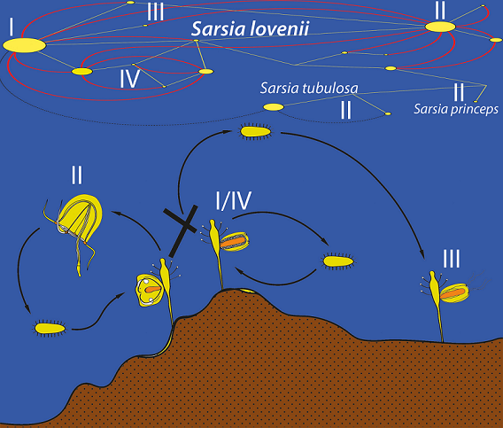 What Does “ITS” Say About Hybridization in Lineages of Sarsia (Corynidae, Hydrozoa) from the ...