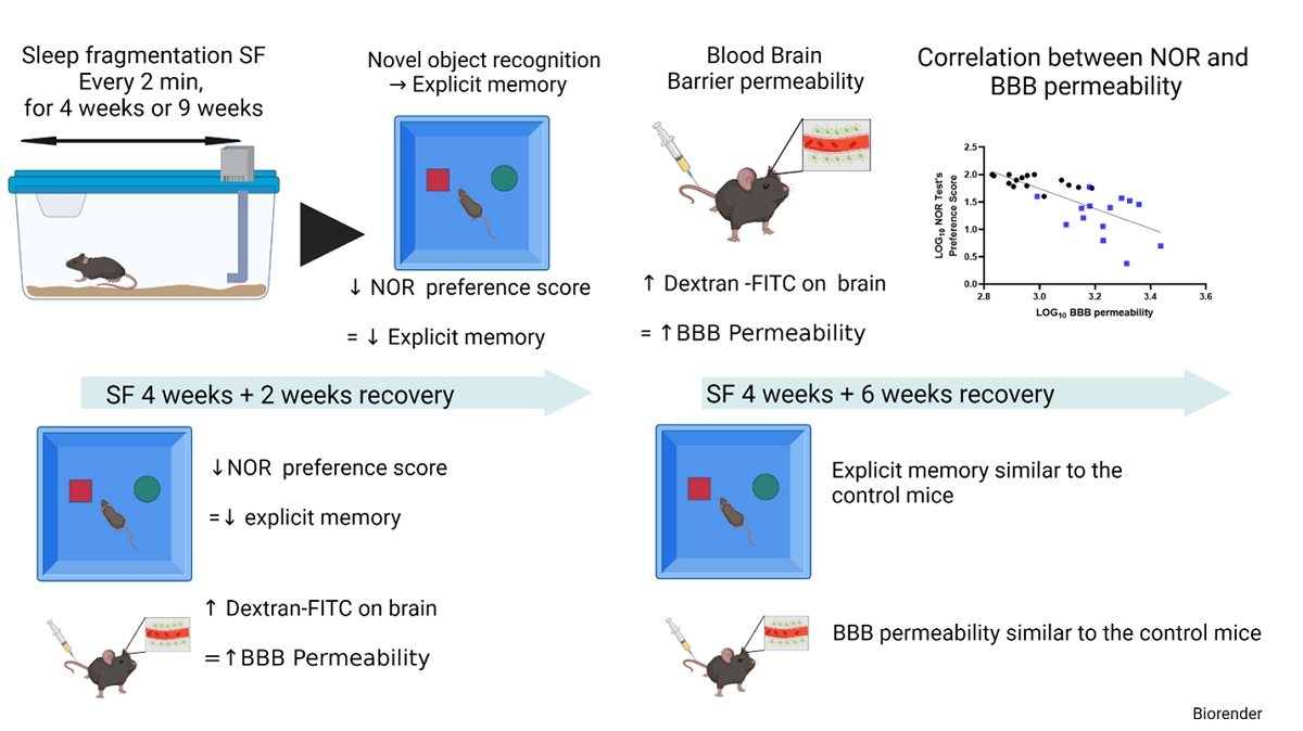Cognitive Impairments, Neuroinflammation and Blood Brain Barrier ...