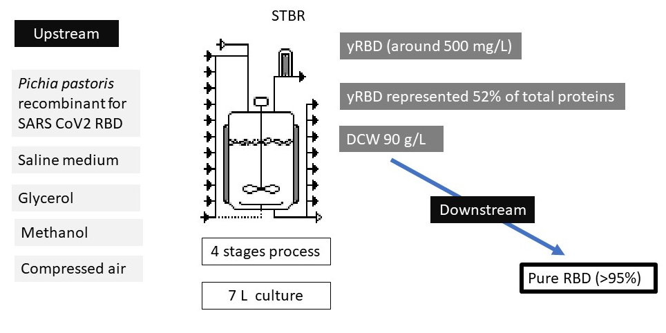Development of a Cost-Effective Process for the Heterologous Production ...