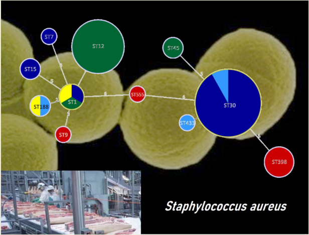 Staphylococcus aureus in the Processing Environment of Cured Meat ...
