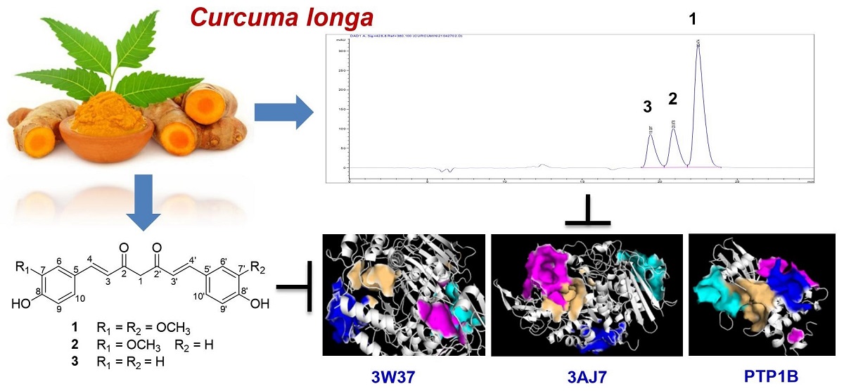 Curcumins from Curcuma longa Potential Inhibit PTP1B and α-Glucosidase ...