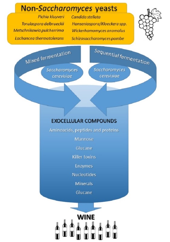 The Life of Non-Saccharomyces Yeasts in Wine[v1] | Preprints.org