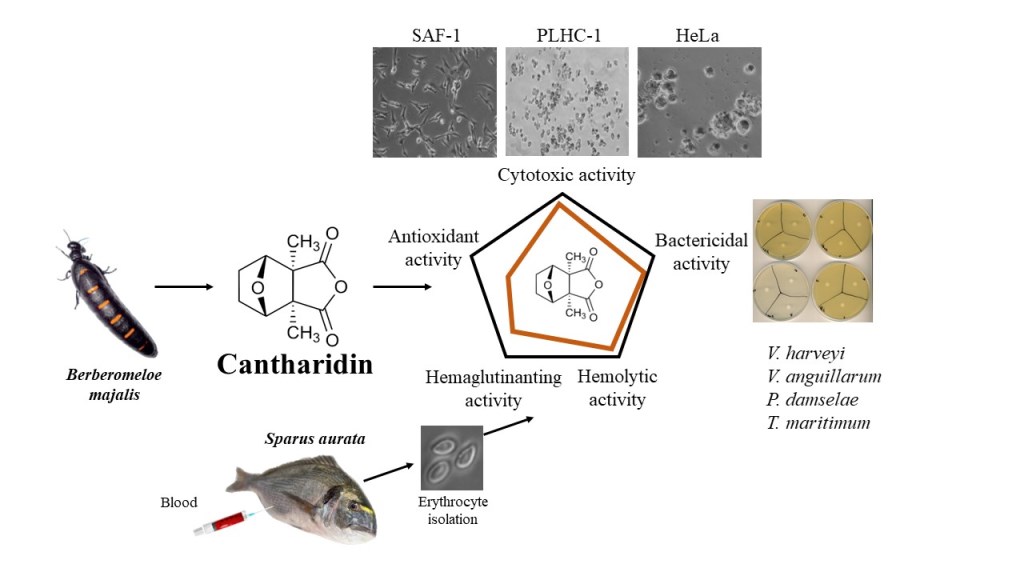 Effects of Cantharidin on Fish Erythrocytes, Tumor Cell Lines, and ...