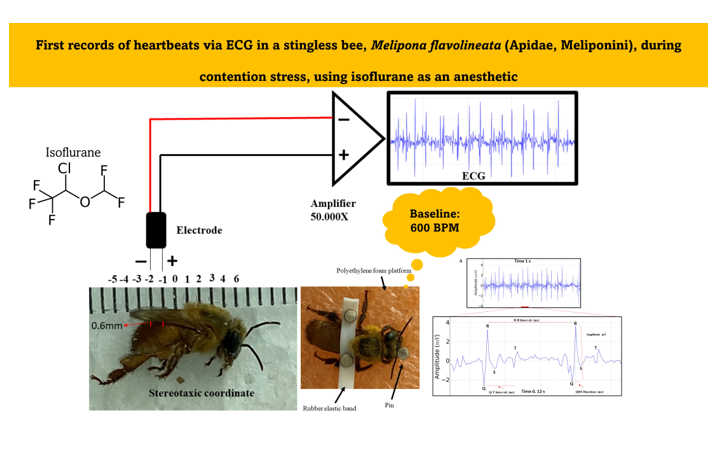 First Records of Heartbeats via ECG in a Stingless Bee, Melipona ...