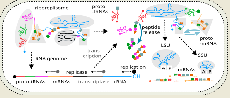 Pathways of Early Evolution From the Perspectives of a Riboreplisome ...