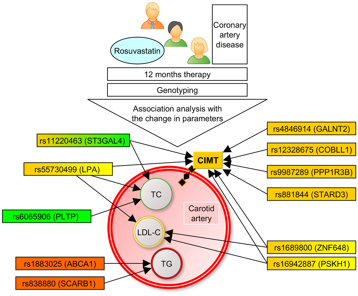 Lipid-Associated GWAS Loci Predict Antiatherogenic Effects of ...