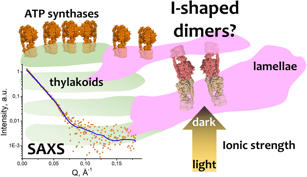Evidence for the I-Shaped Dimers of a Plant Chloroplast FOF1-ATP ...