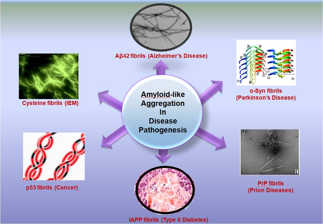 Realization of Amyloid like Aggregation as a Common Cause for the Pathogenesis in Diseases[v1 ...