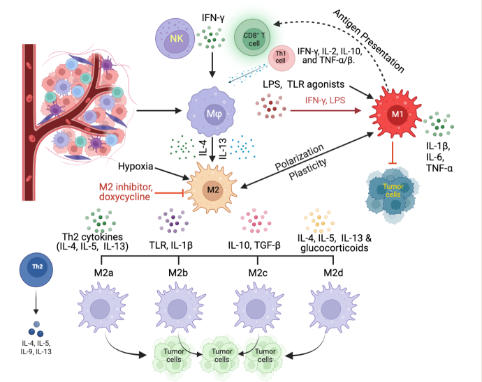 From Dual Roles to Translational Challenges: Unpacking the Complexities ...
