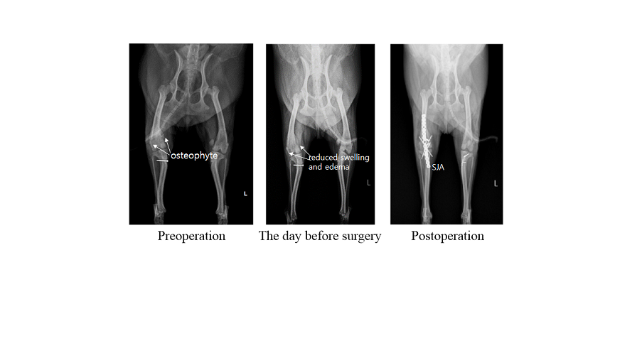 Stifle joint Arthrodesis for Treating Chronic Osteoarthritis in a Dog ...