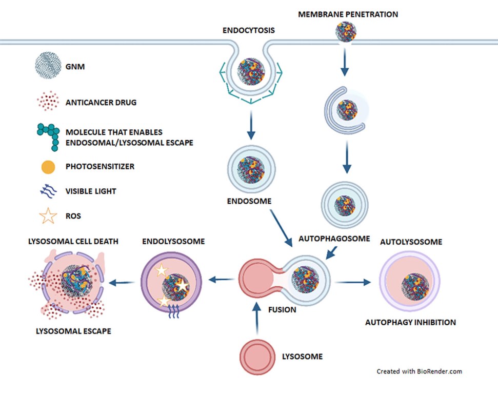 The Exploitation of Lysosomes in Cancer Therapy with Graphene-Based ...