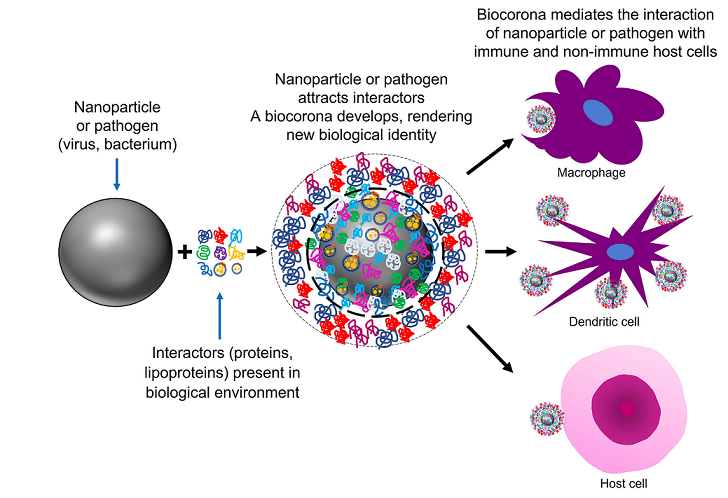 Could a Non-Cellular Molecular Interactome in the Blood Circulation ...