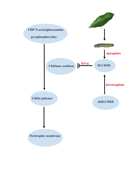 Characterization of Chitin Synthase B Gene (HvChsb) and the Effects on ...