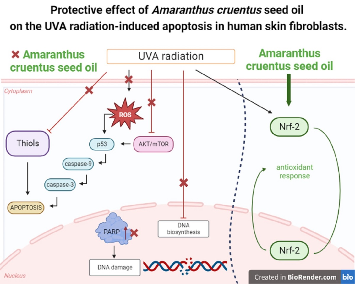 Protective Effect of Amaranthus cruentus Seed Oil on the UVA Radiation ...