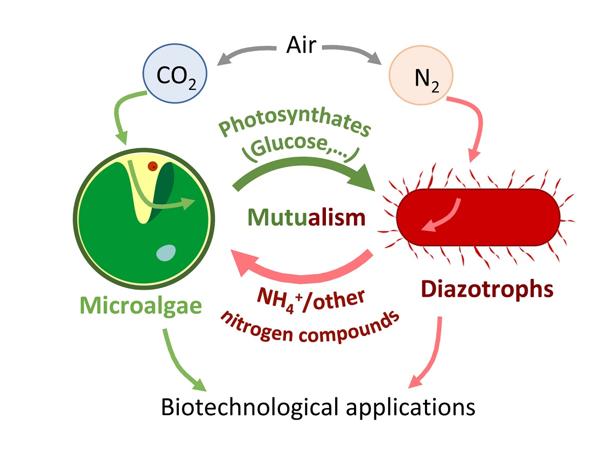 Microalgal and Nitrogen-Fixing Bacterial Consortia: From Interaction to ...