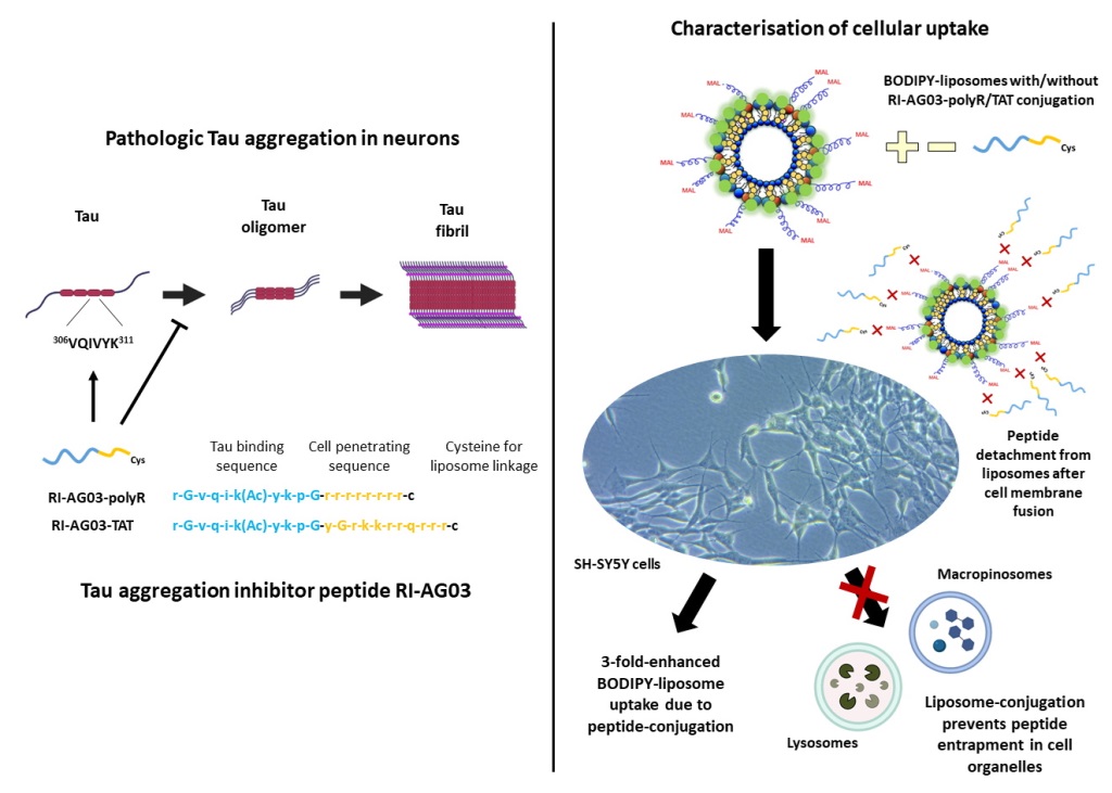 Liposome Nanoparticle Conjugation and Cell Penetrating Peptide ...