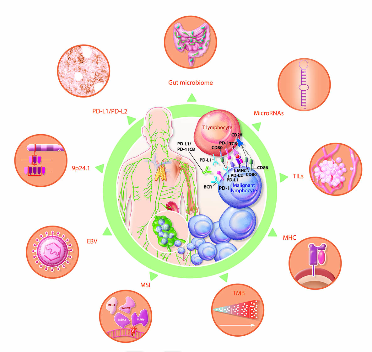 Immune Checkpoint Blockade and Biomarkers of Response in Lymphoma: A ...