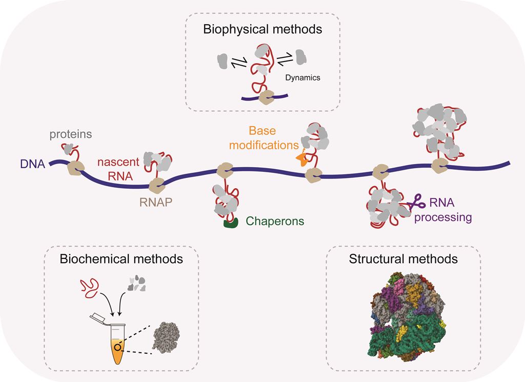 Emerging Quantitative Biochemical, Structural and Biophysical Methods ...
