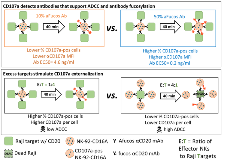 Detection of ADCC-Supporting Antibodies by NK-92-CD16A Cell Externalization of CD107a ...