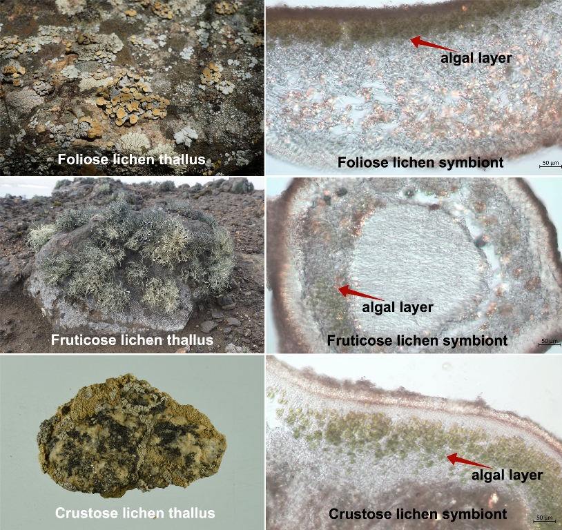 Fungal-Algal Association Drives Lichen Mutualistic Symbiosis: A Case ...