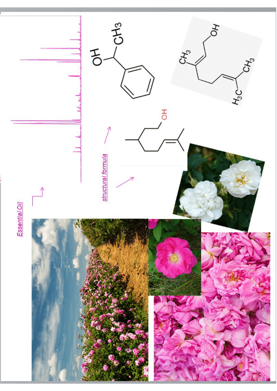 Comparative Study of the Yield and Chromatographic Profile of Rose Oils ...