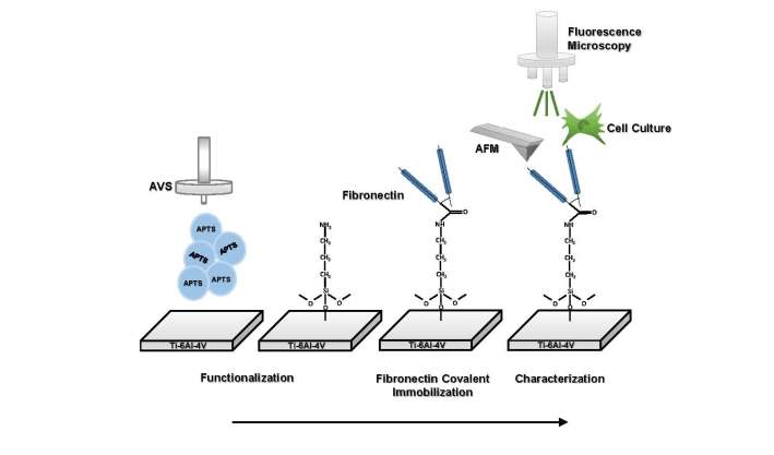 Modulation of Cell Response Through the Covalent Binding of Fibronectin ...