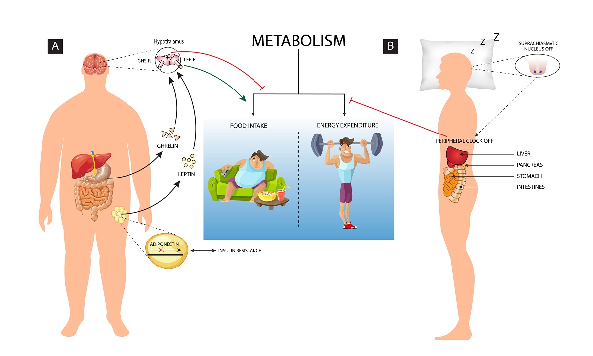 Restoring Homeostasis as a Promising Therapeutic Strategy for Obesity ...