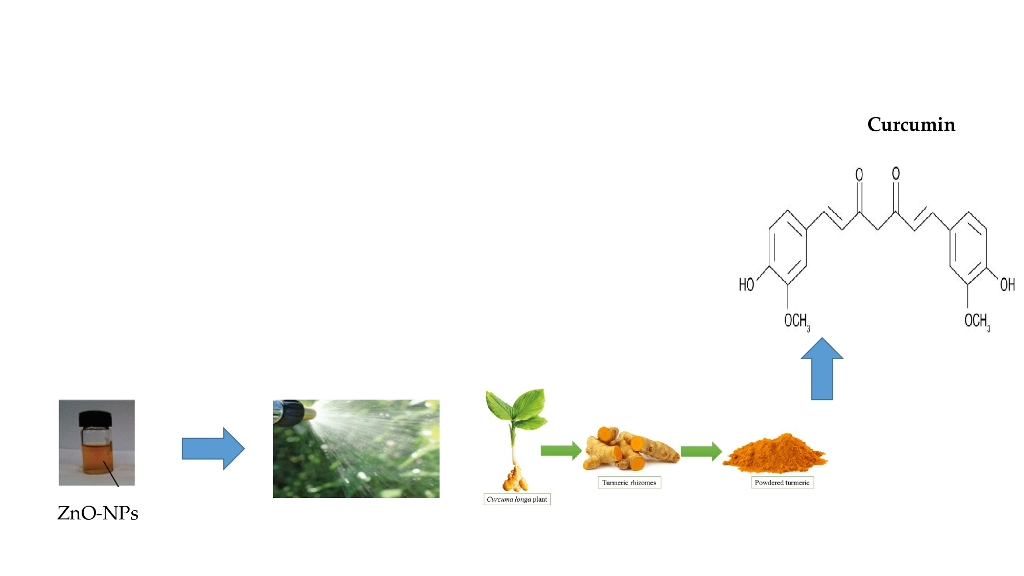 Zinc Oxide Nanoparticle Enhances the Bioactive Compounds Content and ...