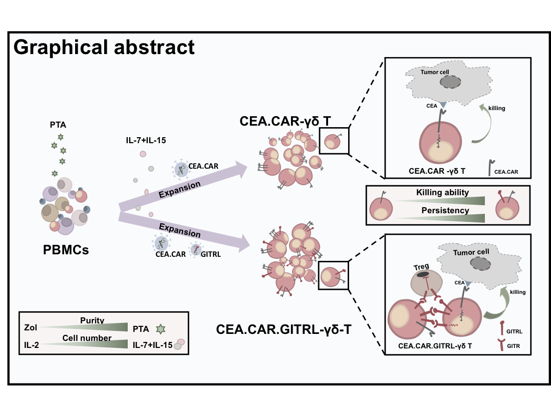 CAR-Modified Vγ9Vδ2 T Cells Propagated Using a Novel Bisphosphonate ...