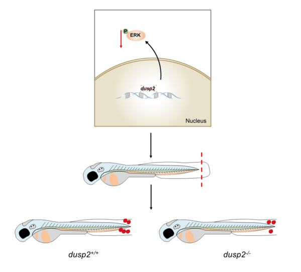 DUSP2 Deletion Inhibits Macrophages Migration by Inhibiting ERK ...