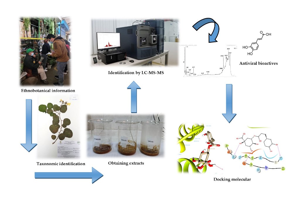In Silico Potential Antiviral Activity of Polyphenols From Plants Used ...