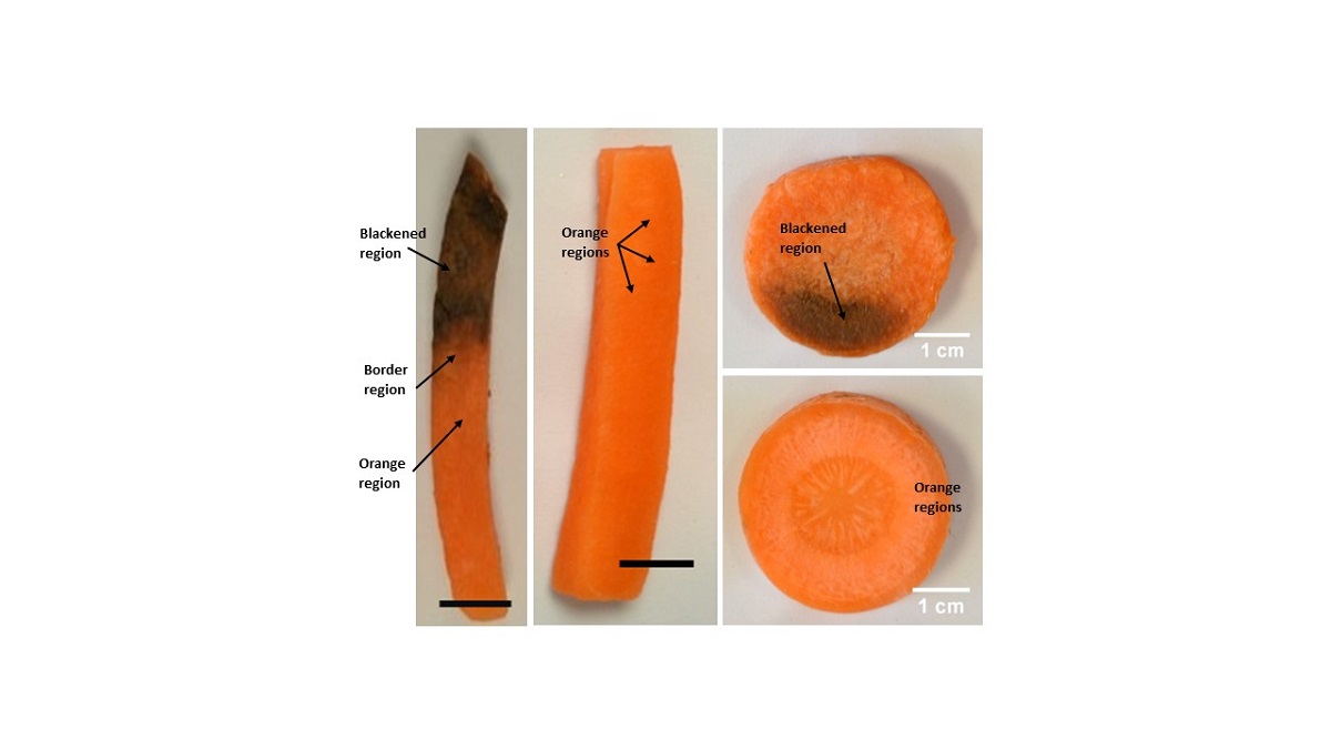 Age-Dependent Molecular and Metabolic Rewiring Leading to Wound-Induced ...