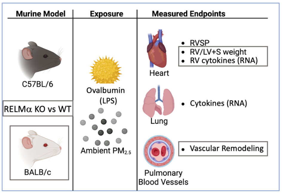 RELMα and Pulmonary Vascular Remodeling: a Multi-Strain Murine Model of ...