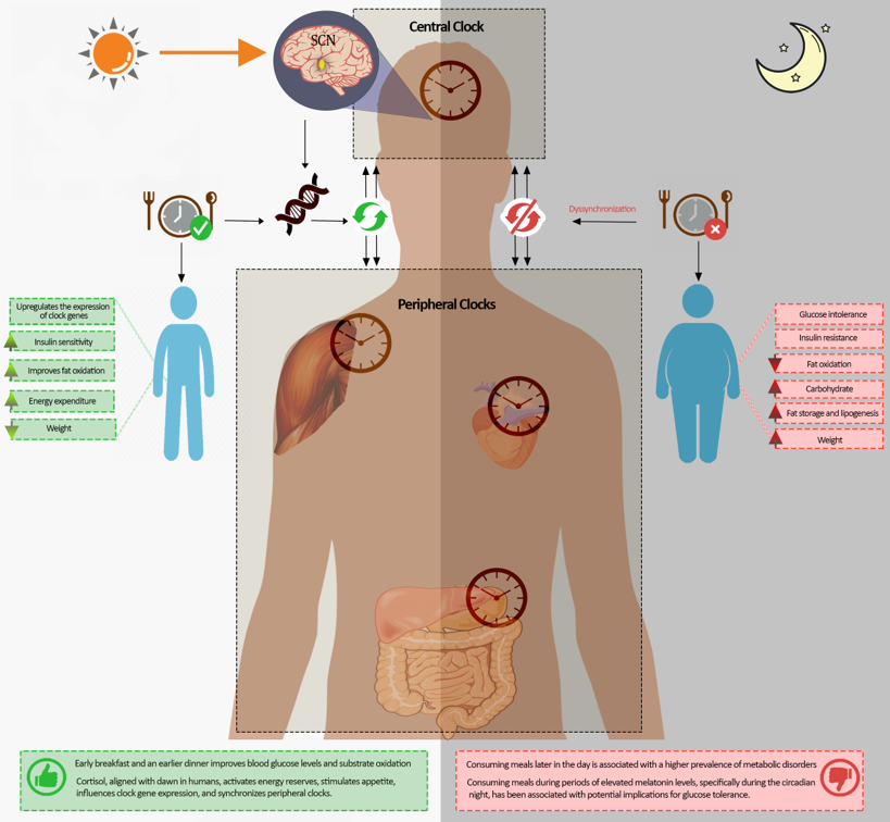 Timing Matters: The Interplay between Early Mealtime, Circadian Rhythms ...