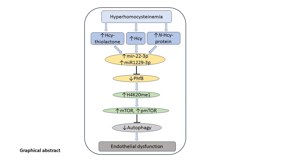 Homocysteine Metabolites Impair the Phf8/H4K20me1/mTOR/Autophagy ...