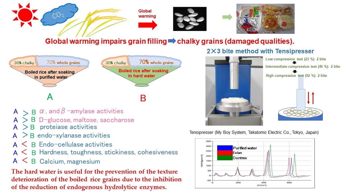 Effects by the Hard Water Boiling of Chalky Rice in Terms of Texture ...