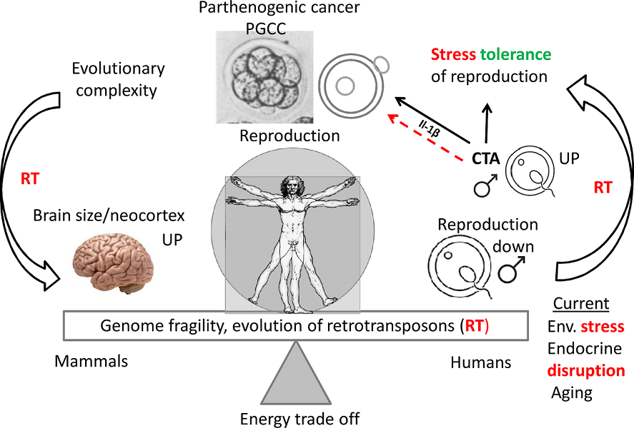The Price of Human Evolution: Cancer-Testis-Antigens, the Decline in ...