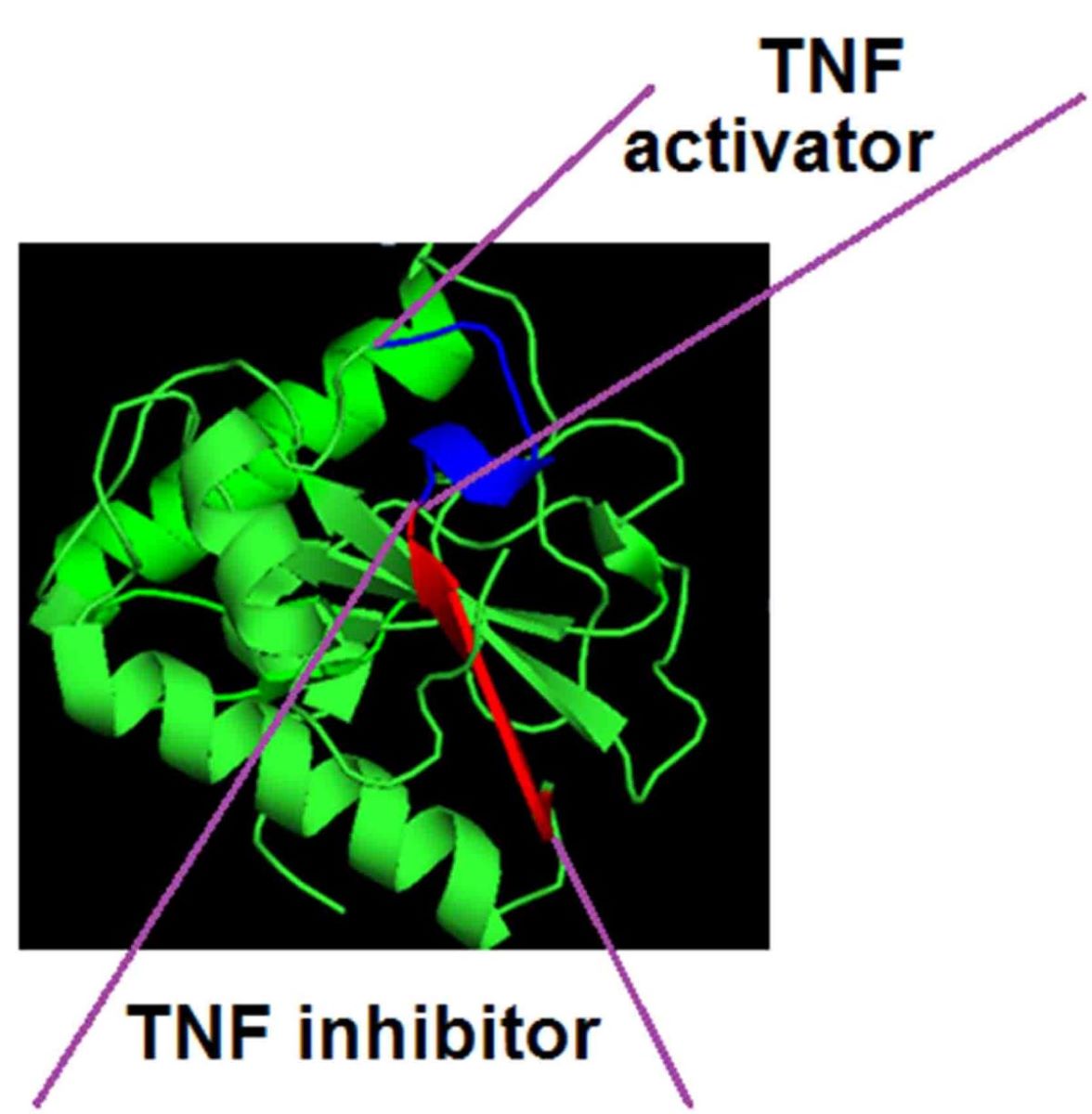 Short Peptides of Innate Immunity Protein Tag7 (PGLYRP1) Selectively ...
